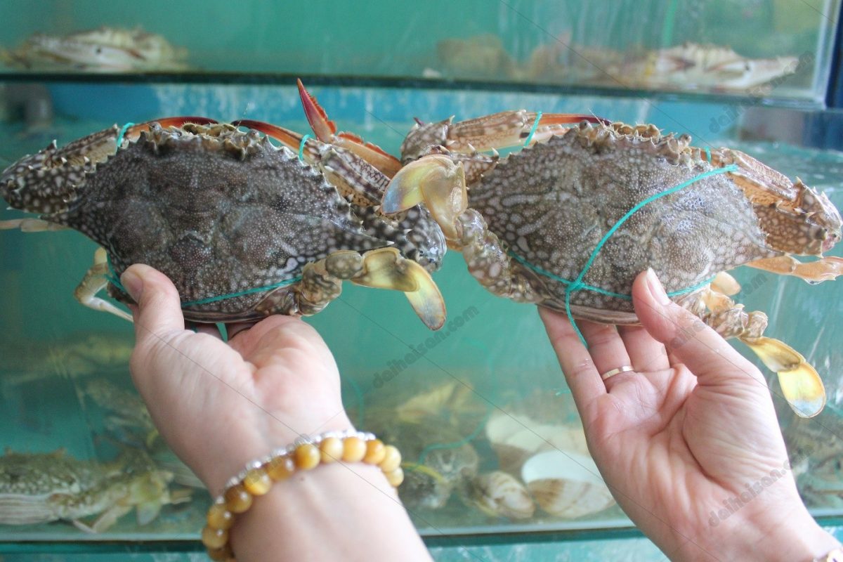 Bí kíp chọn ghẹ ngon bạn phải biết khi đi du lịch