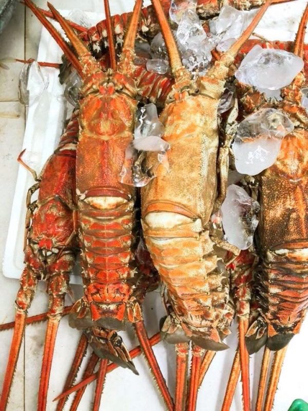 CÁC LOẠI TÔM HÙM VIỆT NAM ⋆ Đại Hải Sản